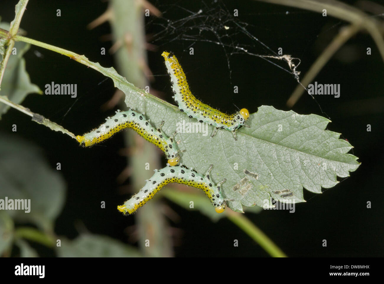 Large Rose Sawfly (Arge pagana) three larvae feeding on rose leaf in ...
