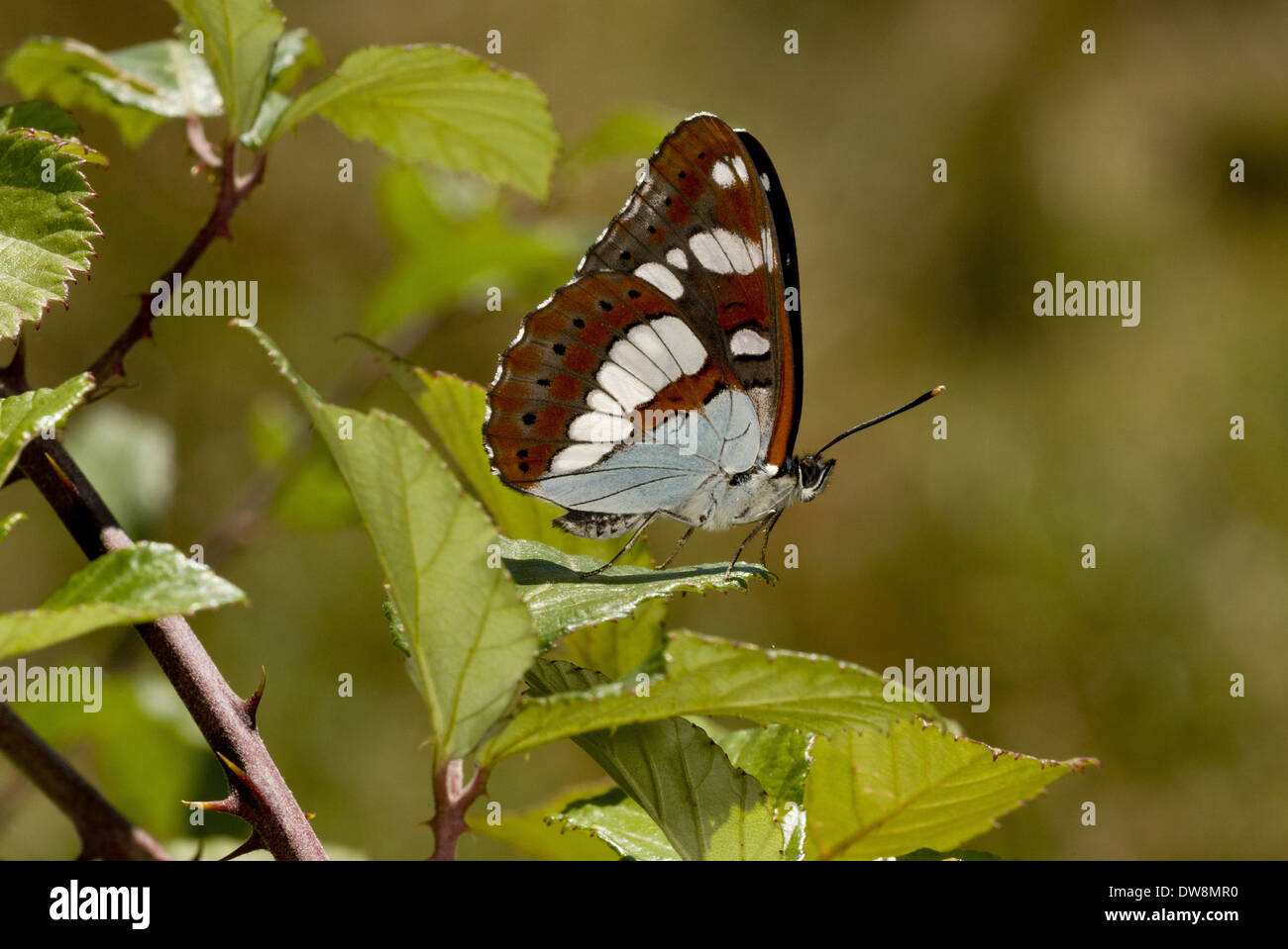 Southern White Admiral (Limenitis reducta) adult resting on leaf Brenne ...