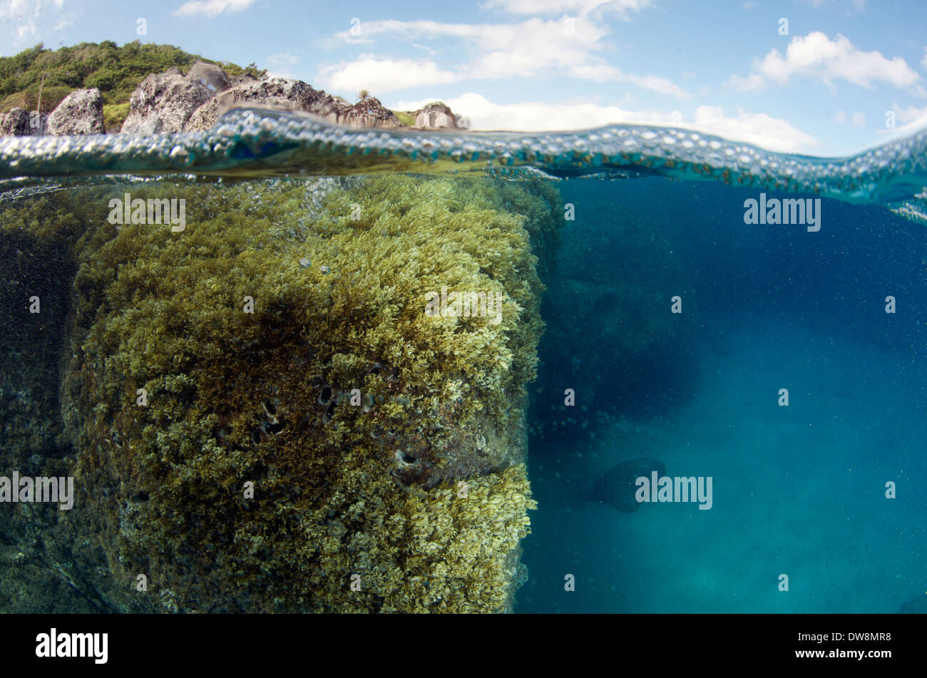 Underwater view of rock in Waimea Bay, North Shore of Oahu, Hawaii, USA ...