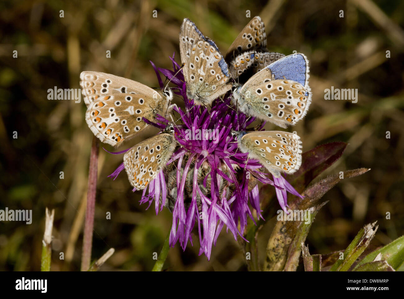 Female second generation hi-res stock photography and images - Alamy