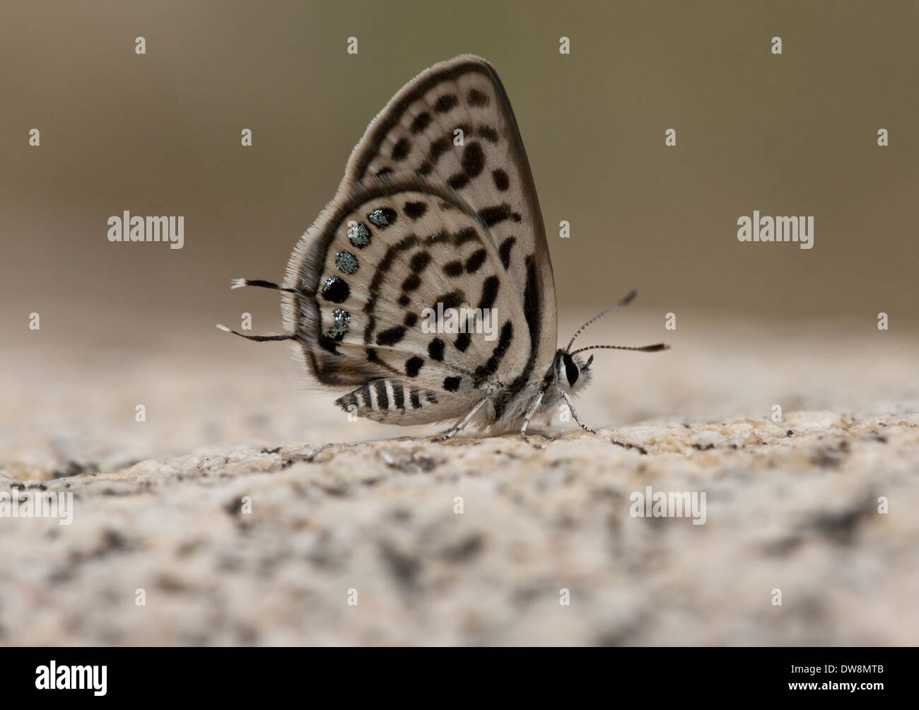 Eurasia africa insects hi-res stock photography and images - Alamy