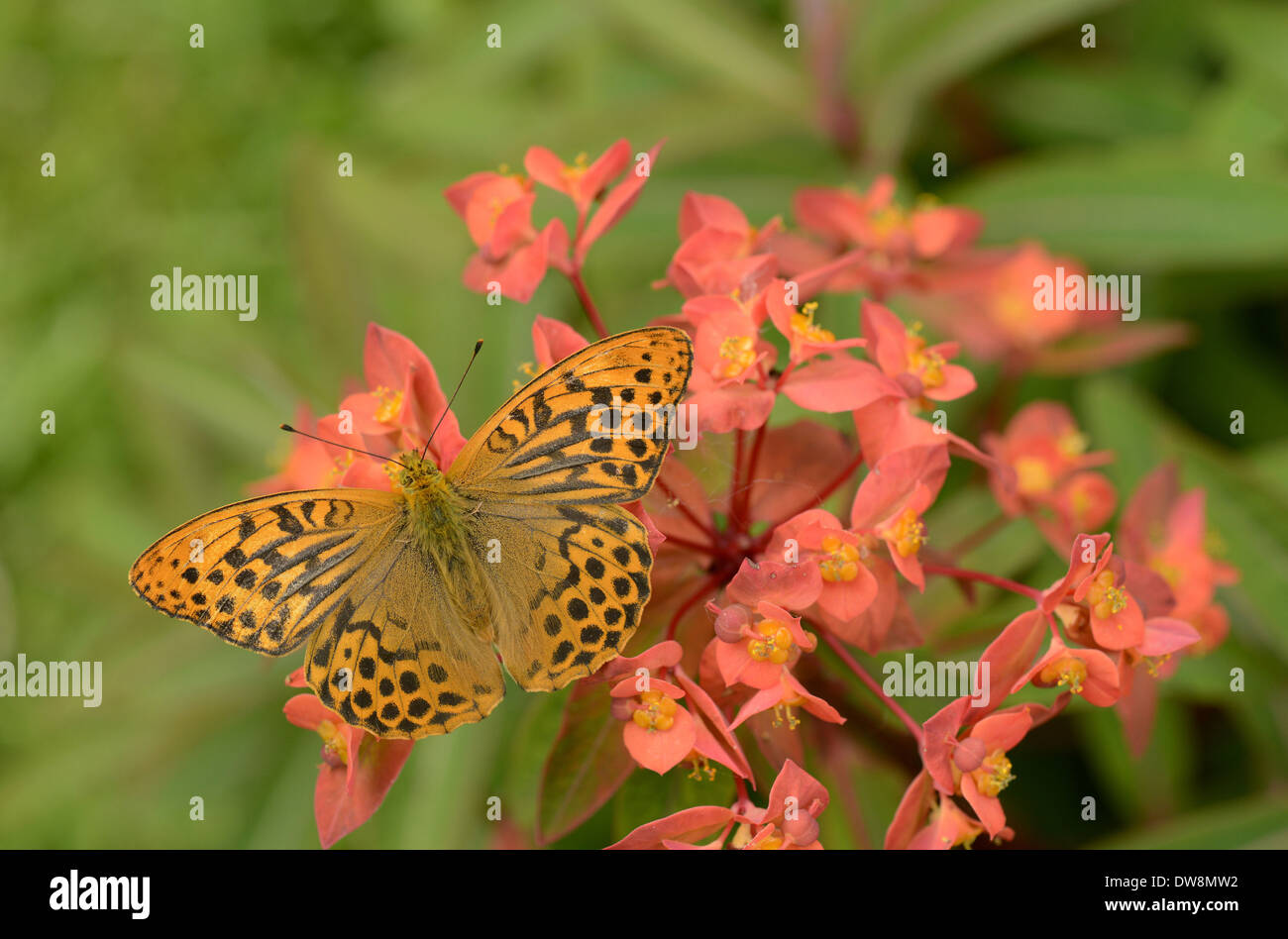 Euphorbias euphorbia sp hi-res stock photography and images - Alamy