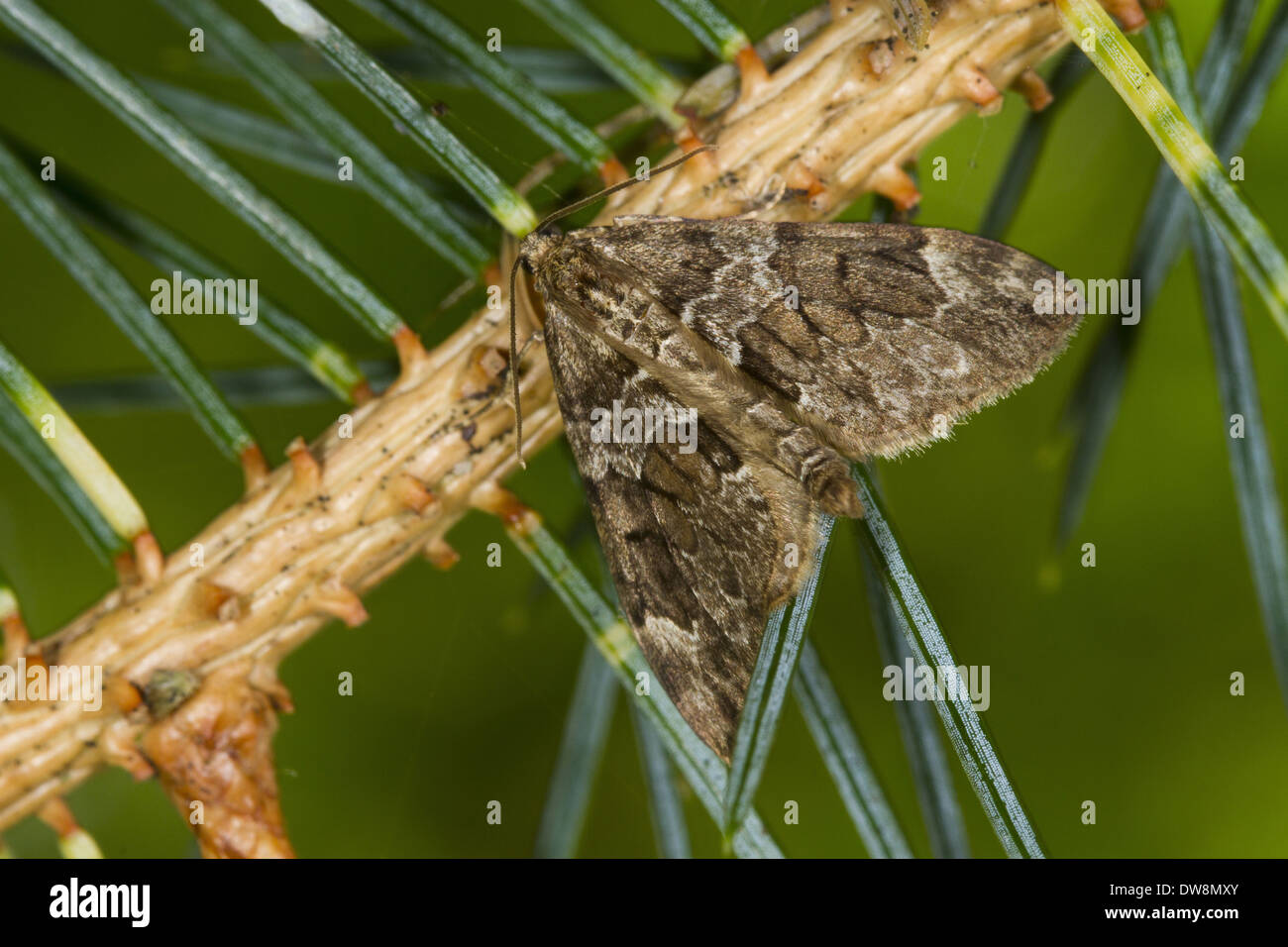 Spruce Carpet Moth (Thera britannica) adult resting on Sitka Spruce ...