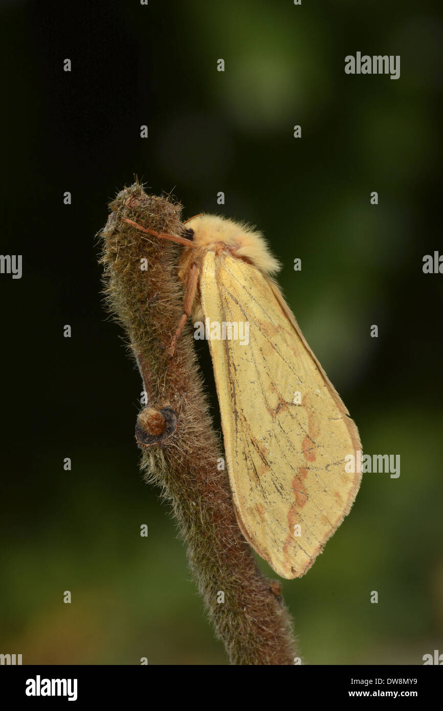 Ghost Moth (Hepialus humuli) adult female resting on twig Oxfordshire ...