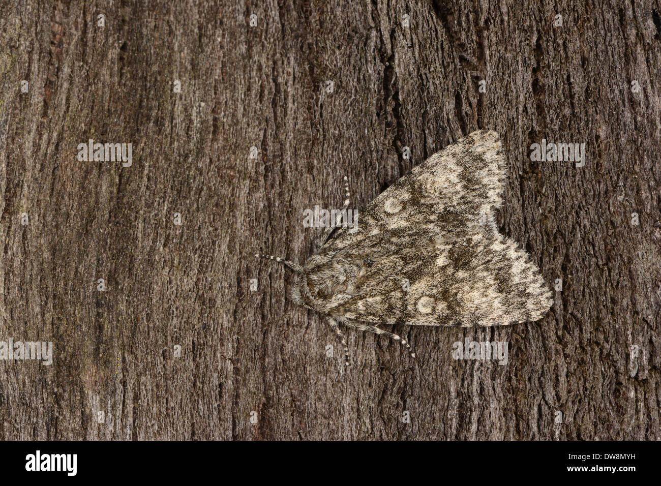 Poplar Grey Moth (Acronicta megacephala) adult resting on bark ...