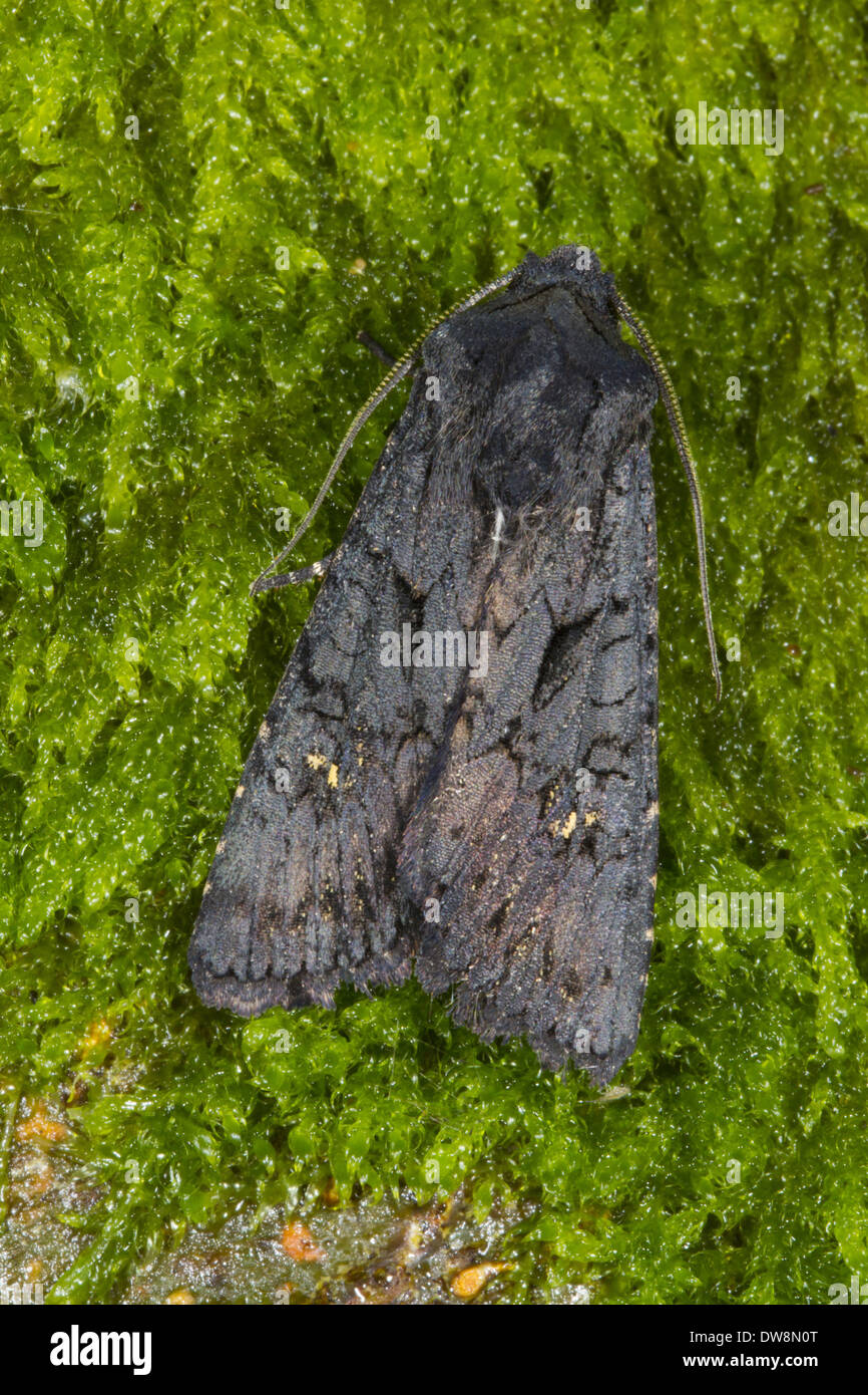 Black rustic moth hi-res stock photography and images - Alamy