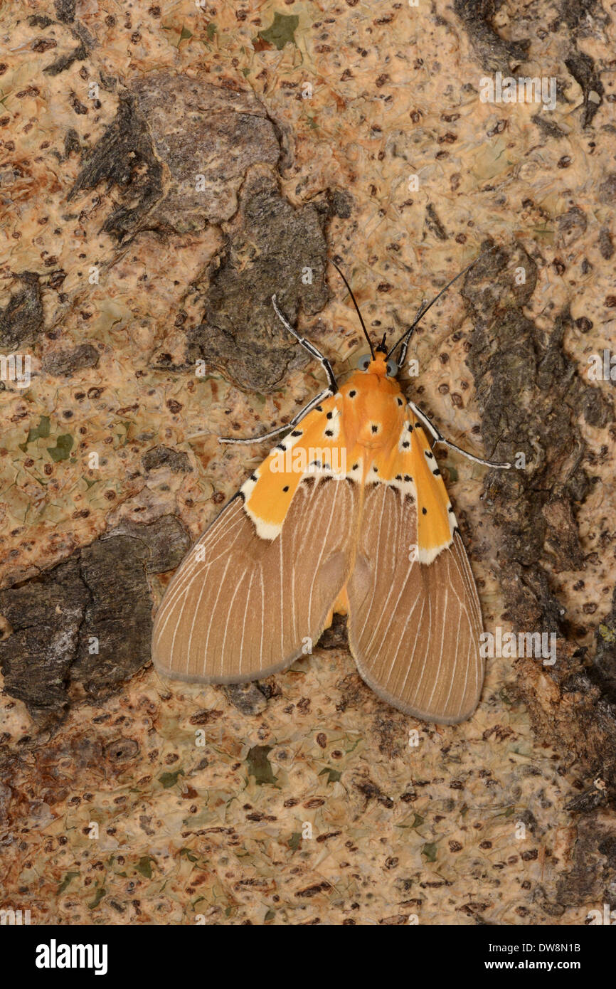 Specious Tiger Moth (Asota speciosa) adult resting on tree trunk Kafue ...