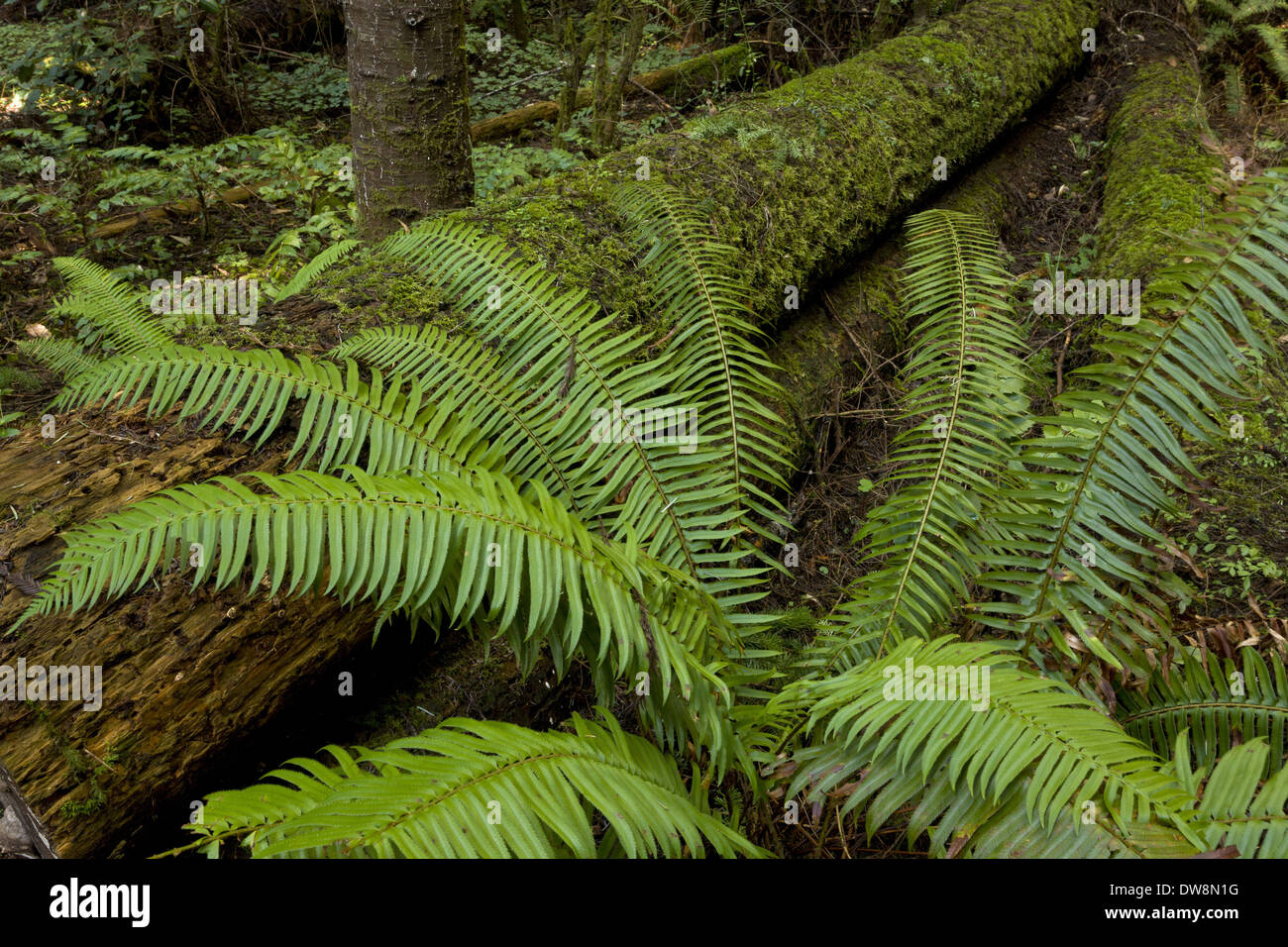 Western Sword Fern (Polystichum munitum) fronds growing in forest Van ...