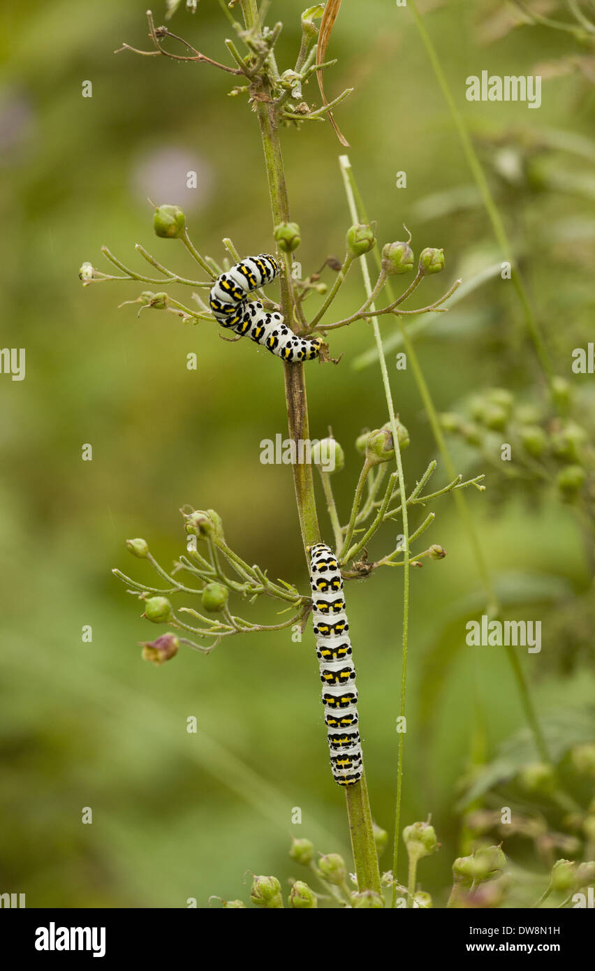 Striped Lychnis Moth (Shargacucullia lychnitis) two caterpillars ...