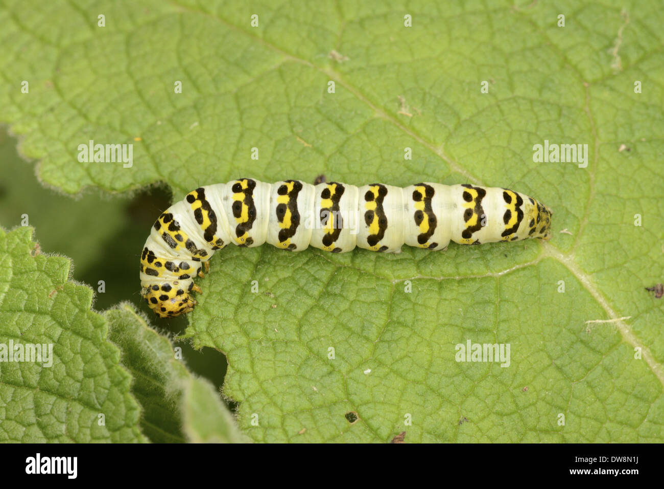 Striped Lychnis Moth (Shargacucullia lychnitis) larva feeding on ...
