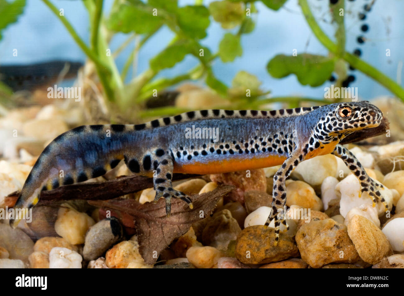 Freshwater Newt High Resolution Stock Photography and Images - Alamy
