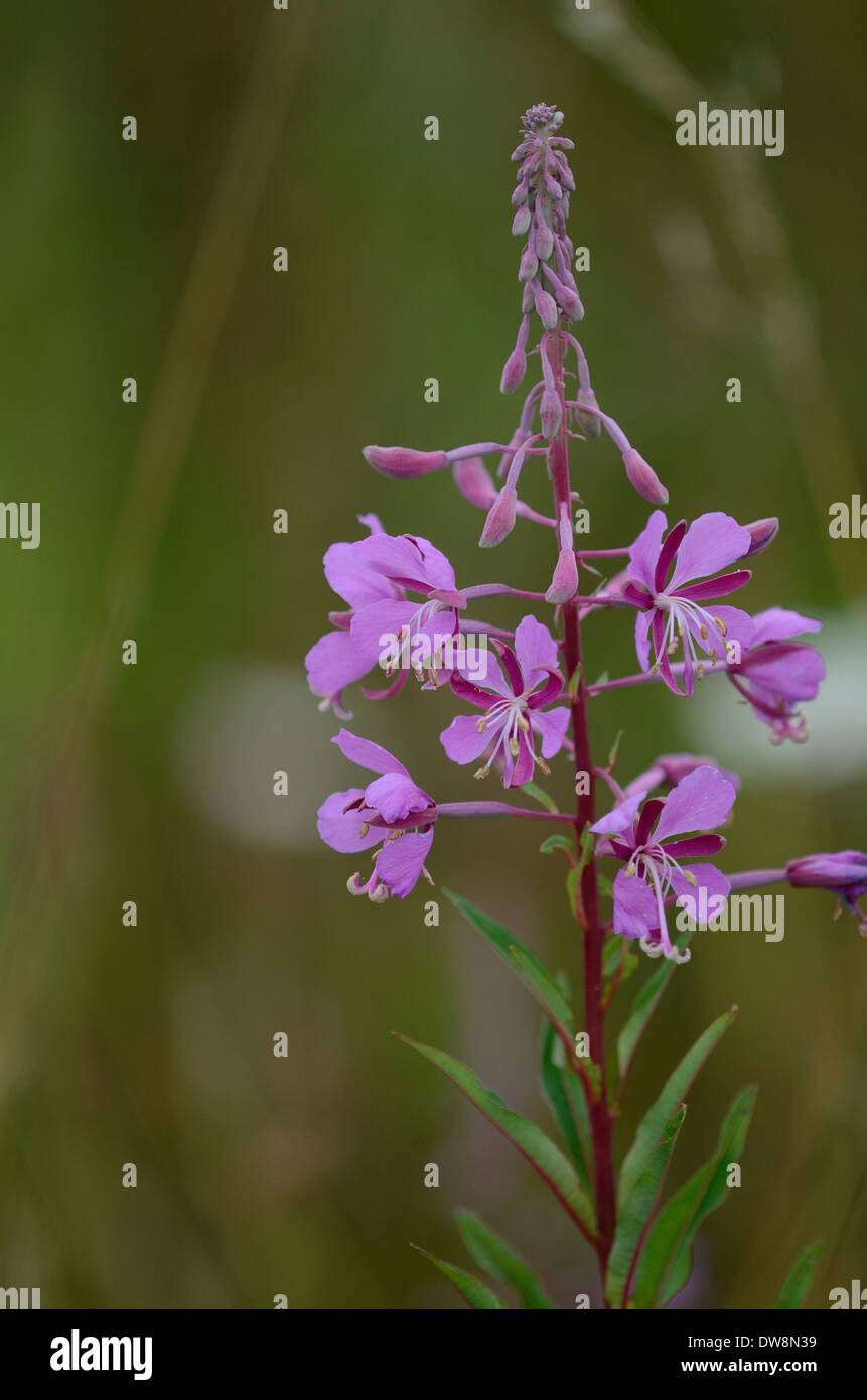 Willowherb hi-res stock photography and images - Alamy
