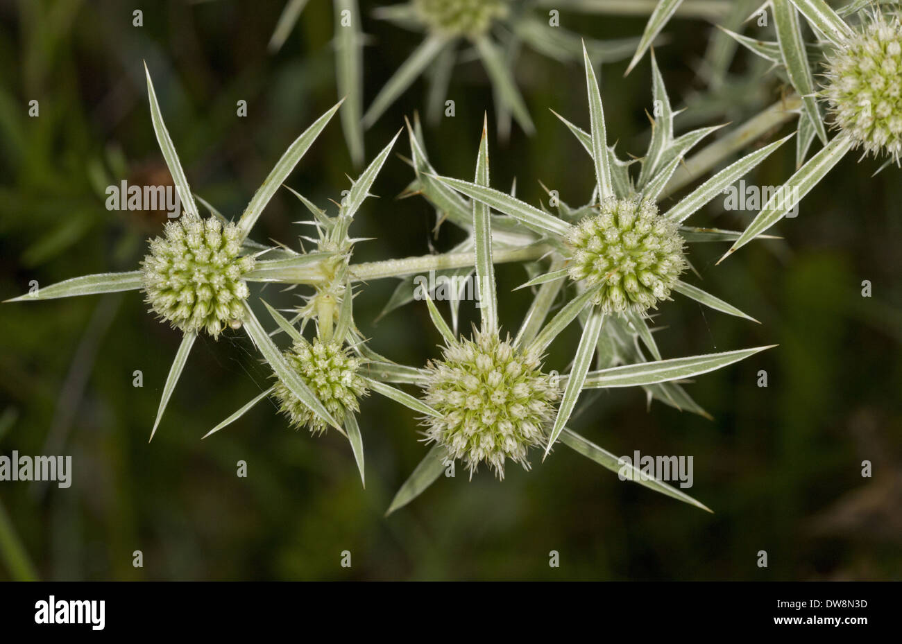 Eryngium campestre field eryngo hi-res stock photography and images - Alamy