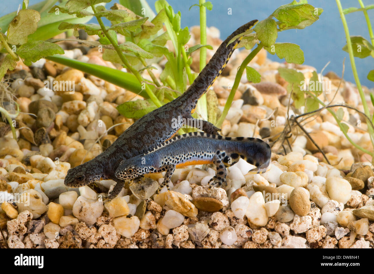 Alpine newt male female hi-res stock photography and images - Alamy