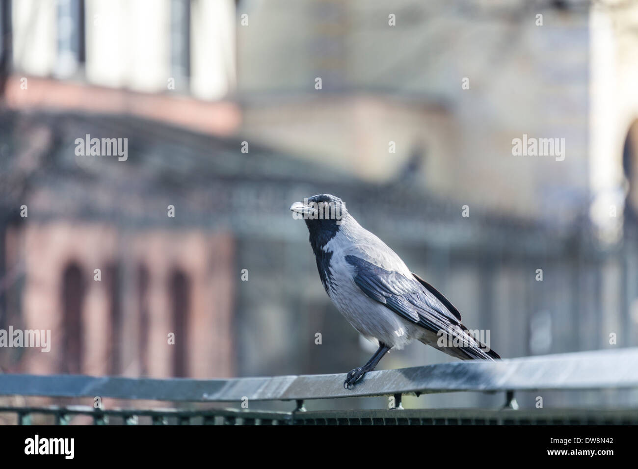 Crow on bird feeder hi-res stock photography and images - Alamy