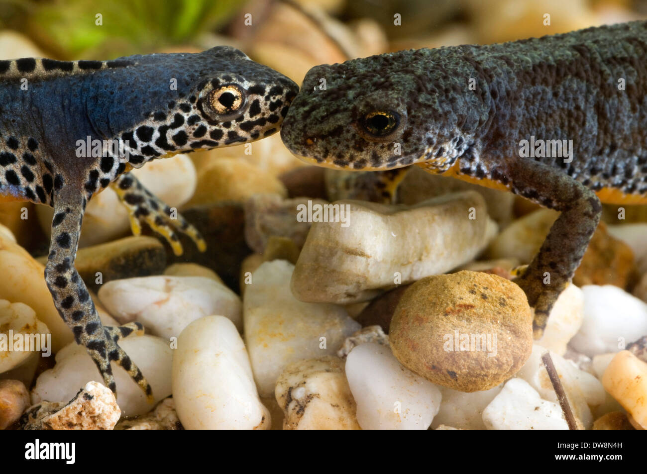 Alpine newt male female hi-res stock photography and images - Alamy