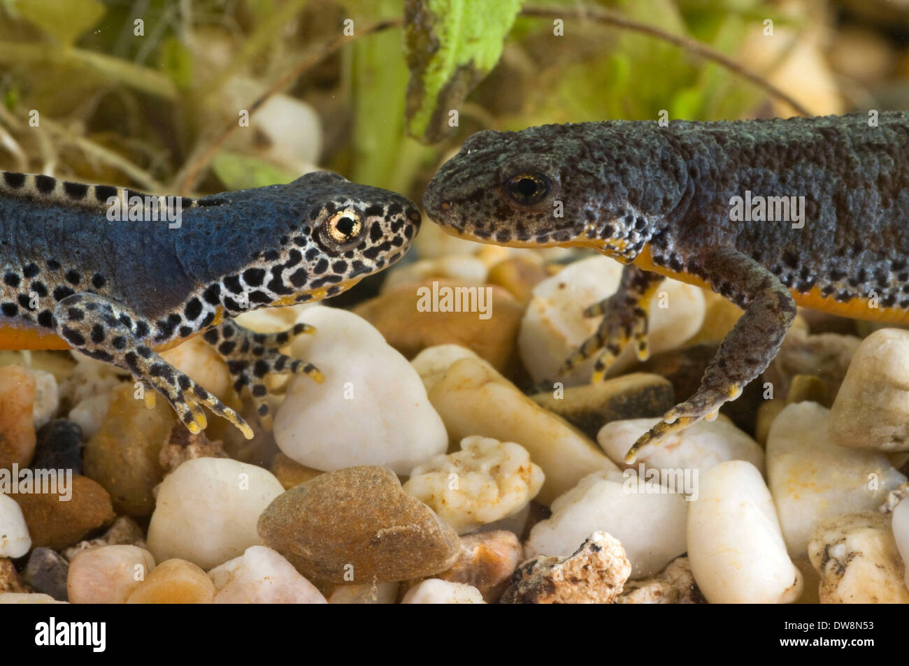 Alpine newts hi-res stock photography and images - Alamy