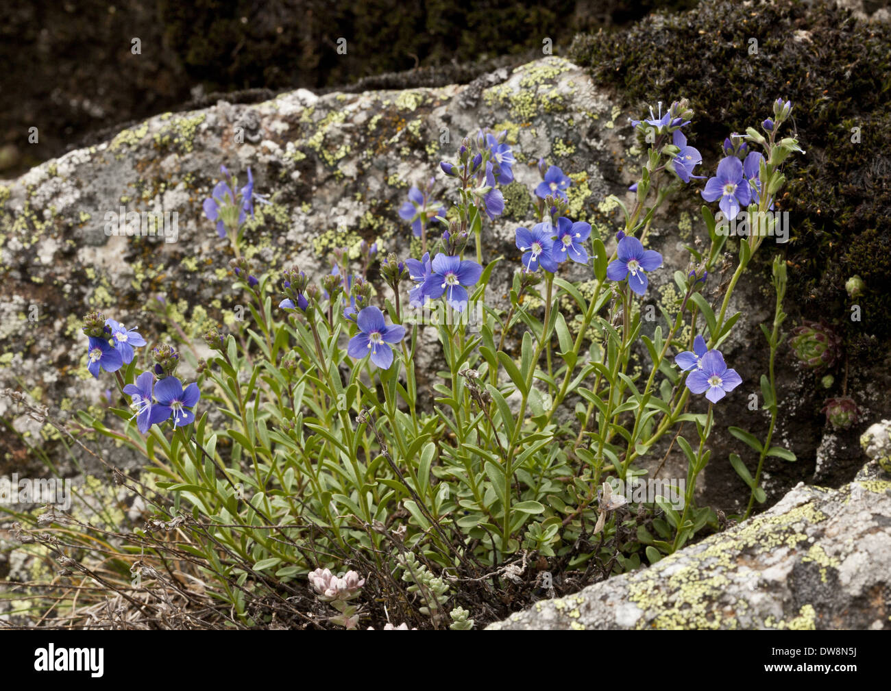 Rock Speedwell (Veronica fruticans) flowering growing on acid rock Heas ...