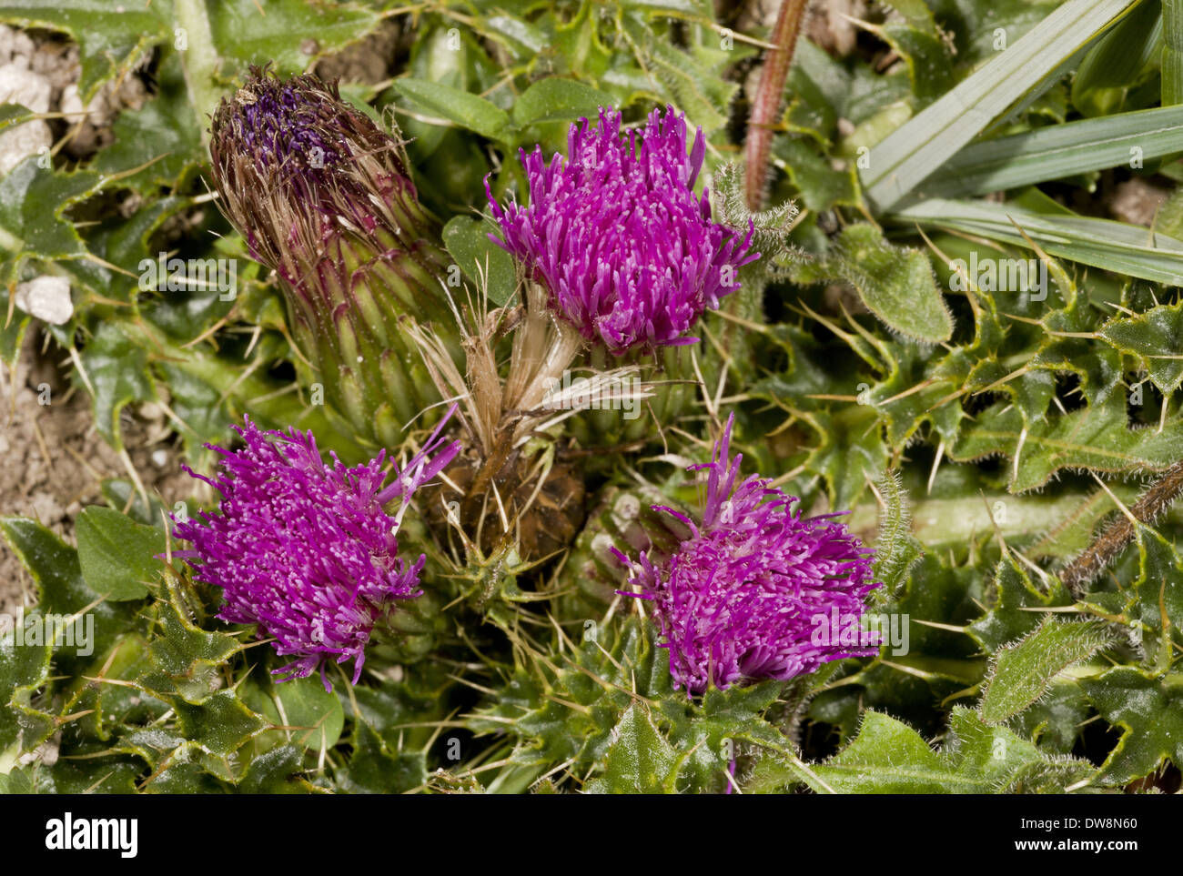 Dwarf Thistle (Cirsium acaule) close-up of flowers growing on chalk ...