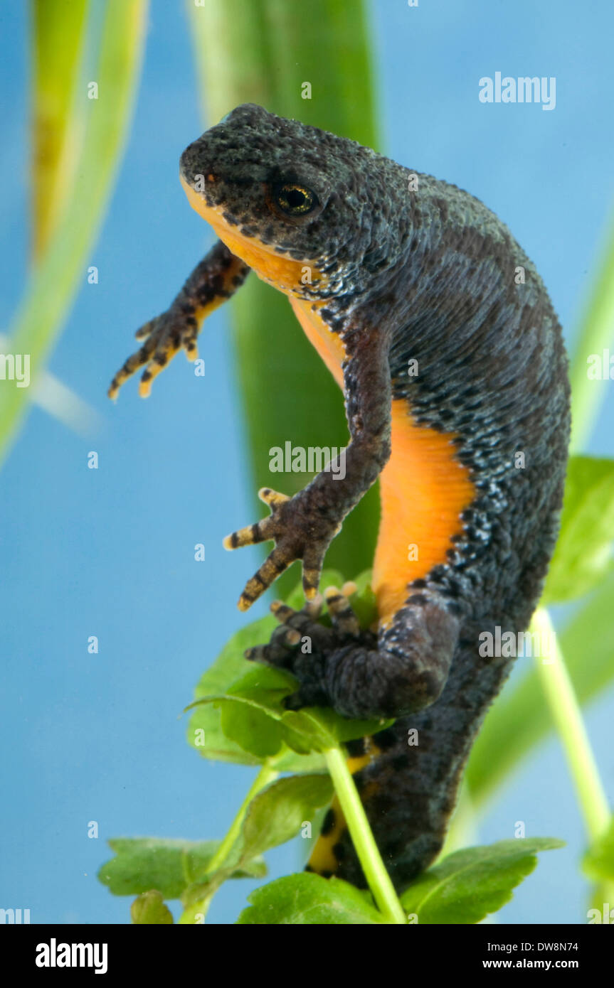 Alpine newt female hi-res stock photography and images - Alamy