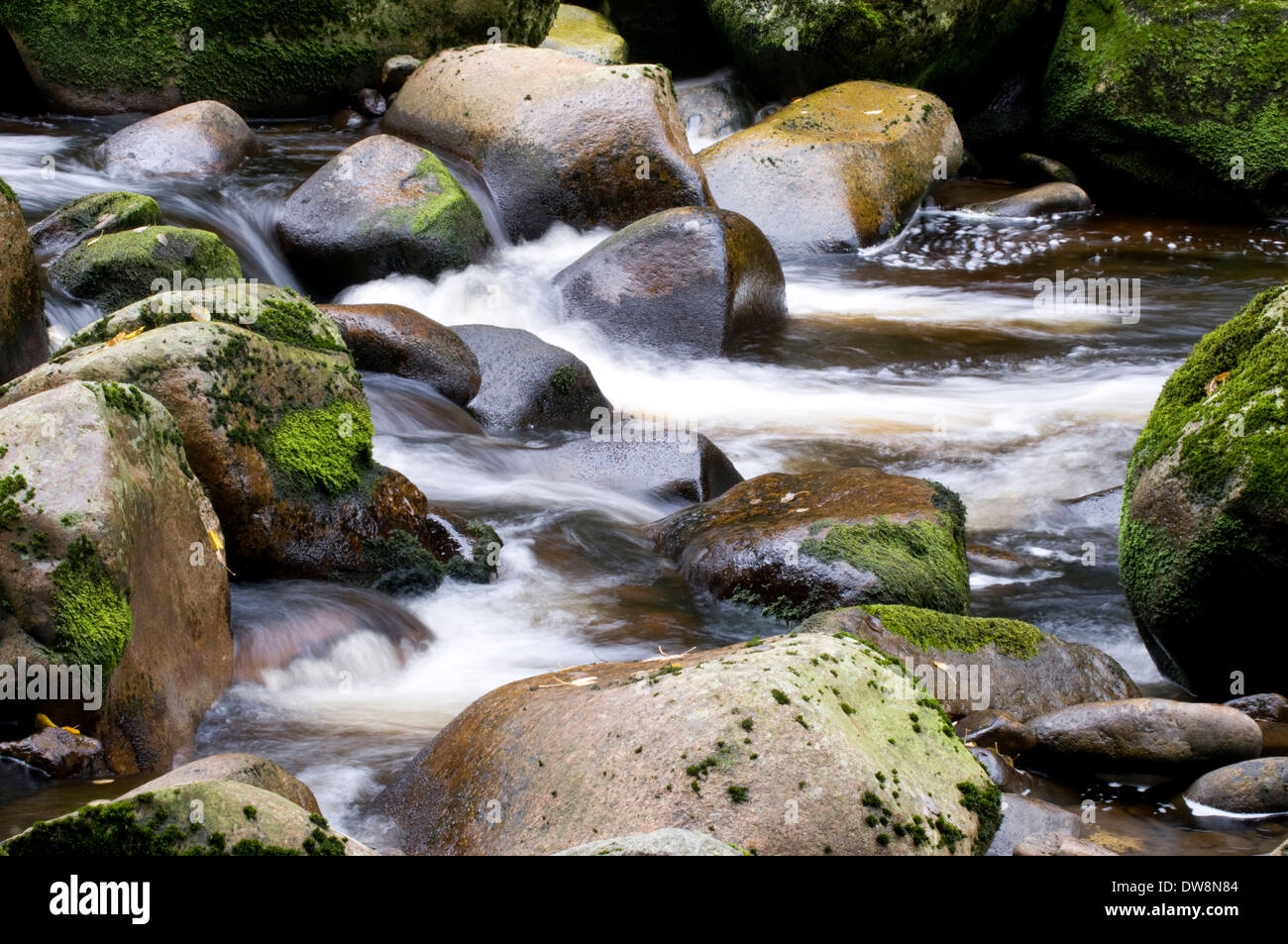 Stream in bohemian forest hi-res stock photography and images - Alamy