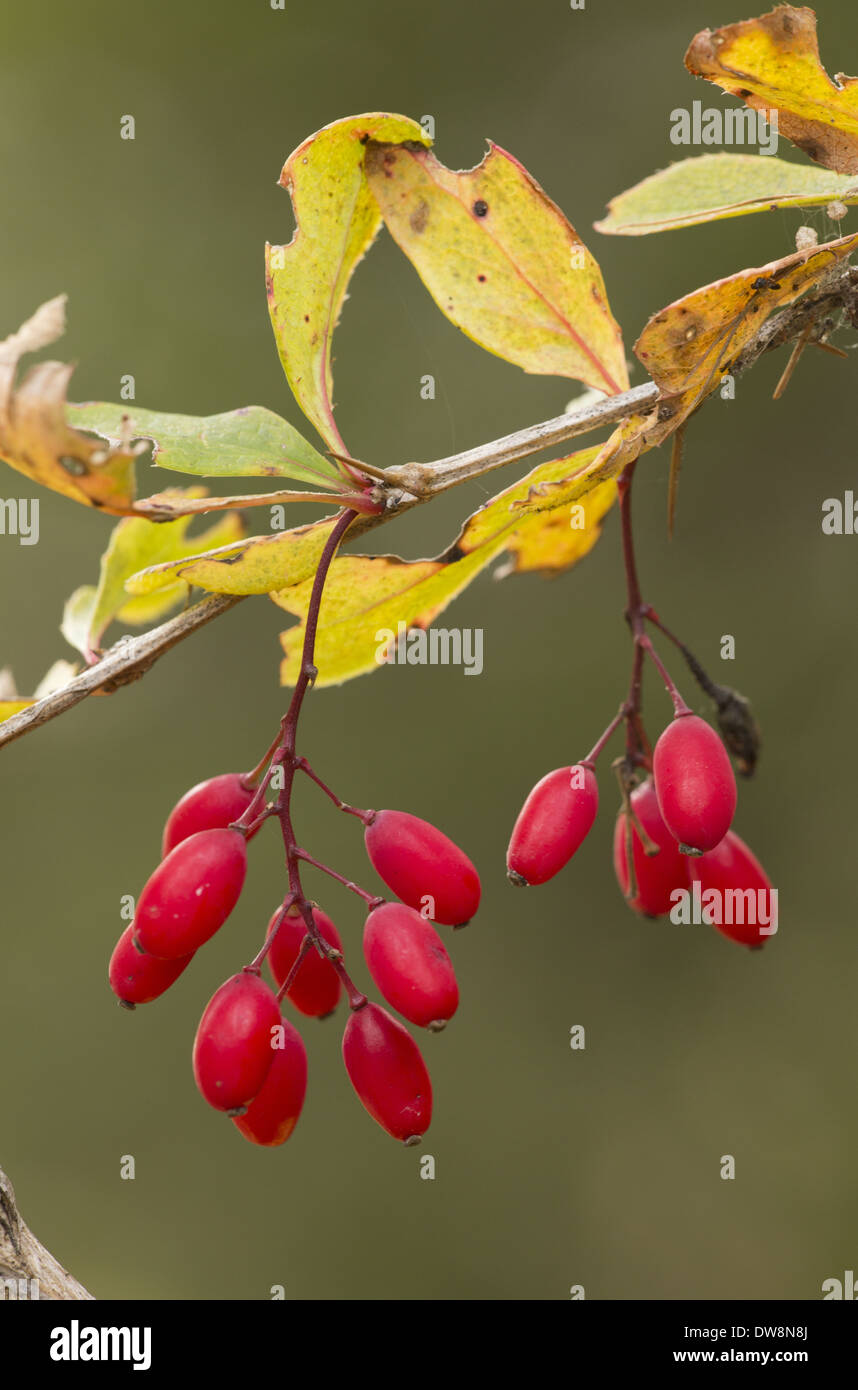 European Barberry (Berberis vulgaris) close-up of fruit and leaves in ...