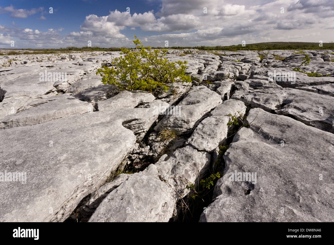 Dwarf ash tree fraxinus excelsior hi-res stock photography and images ...