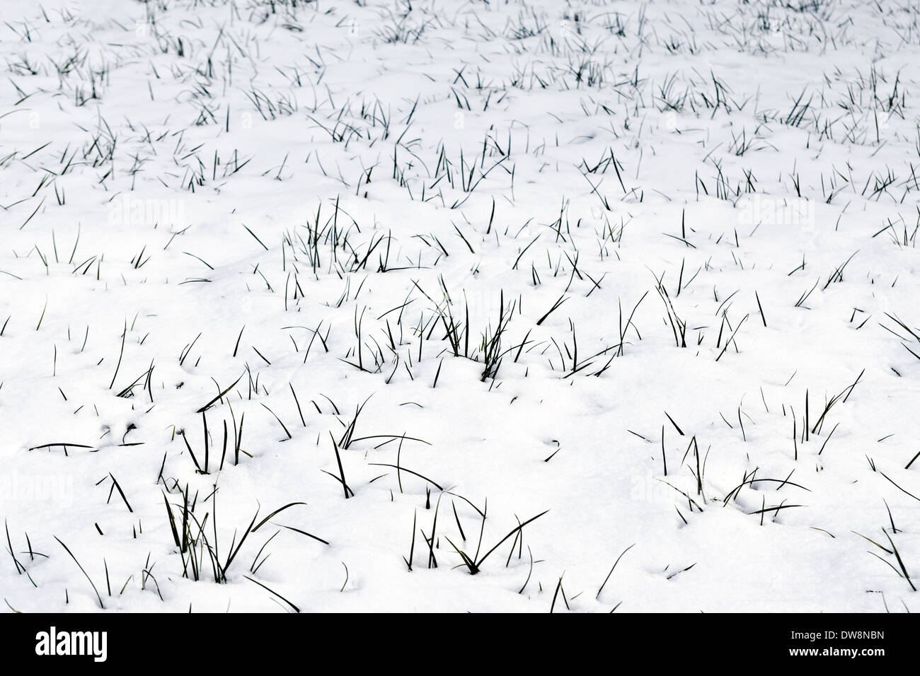 Green grass is coming through the white snow Stock Photo - Alamy