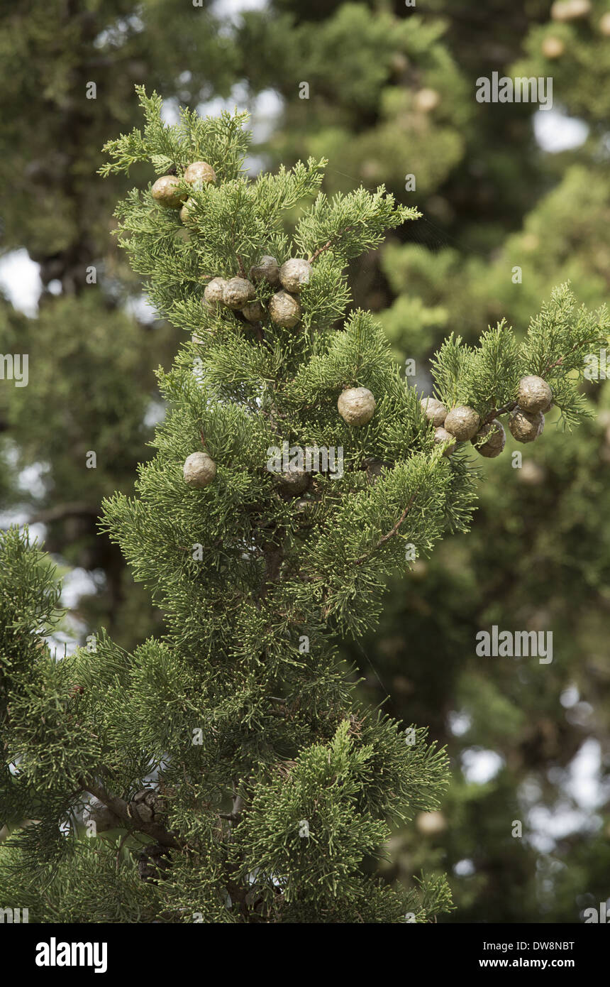 Italian Cypress (Cupressus sempervirens) close-up of leaves and fruit ...