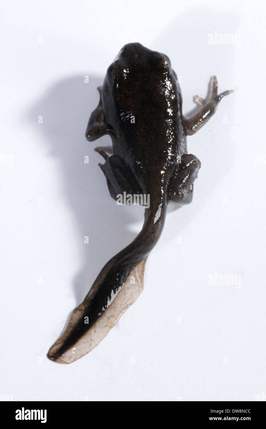 Common toad cutout hi-res stock photography and images - Alamy