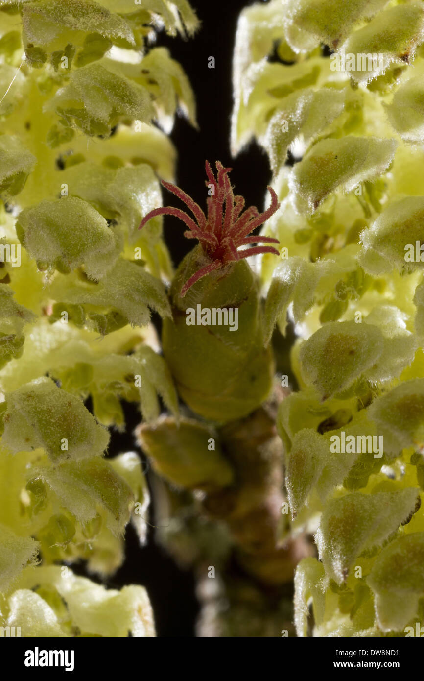 Female flower of the common hazel corylus avellana hi-res stock ...
