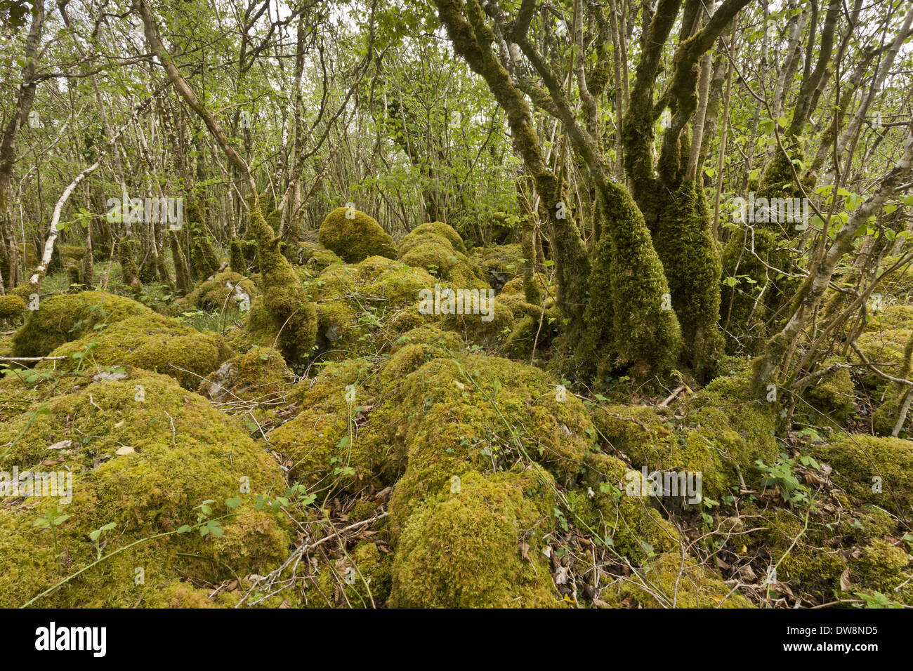 Hazel coppicing ireland hi-res stock photography and images - Alamy