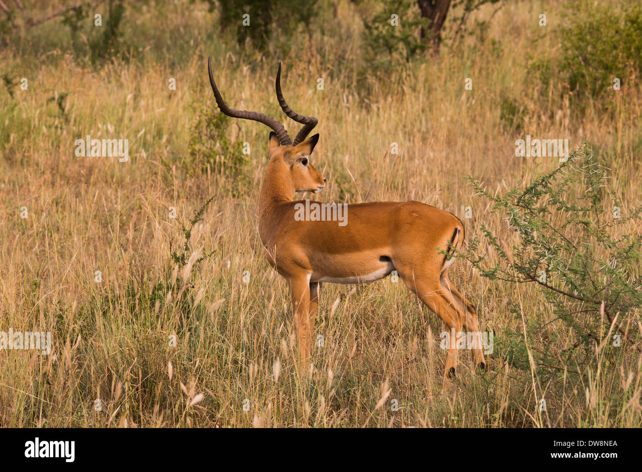 Impala serengeti hi-res stock photography and images - Alamy