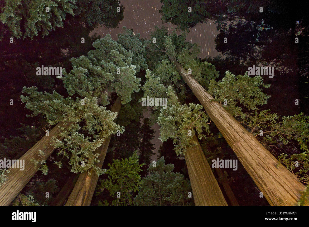 Coast Redwood (Sequoia sempervirens) looking up trunks to canopy in ...