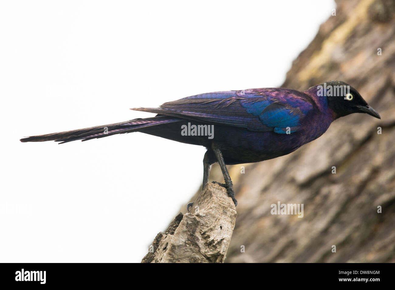 Attractive african bird hi-res stock photography and images - Alamy
