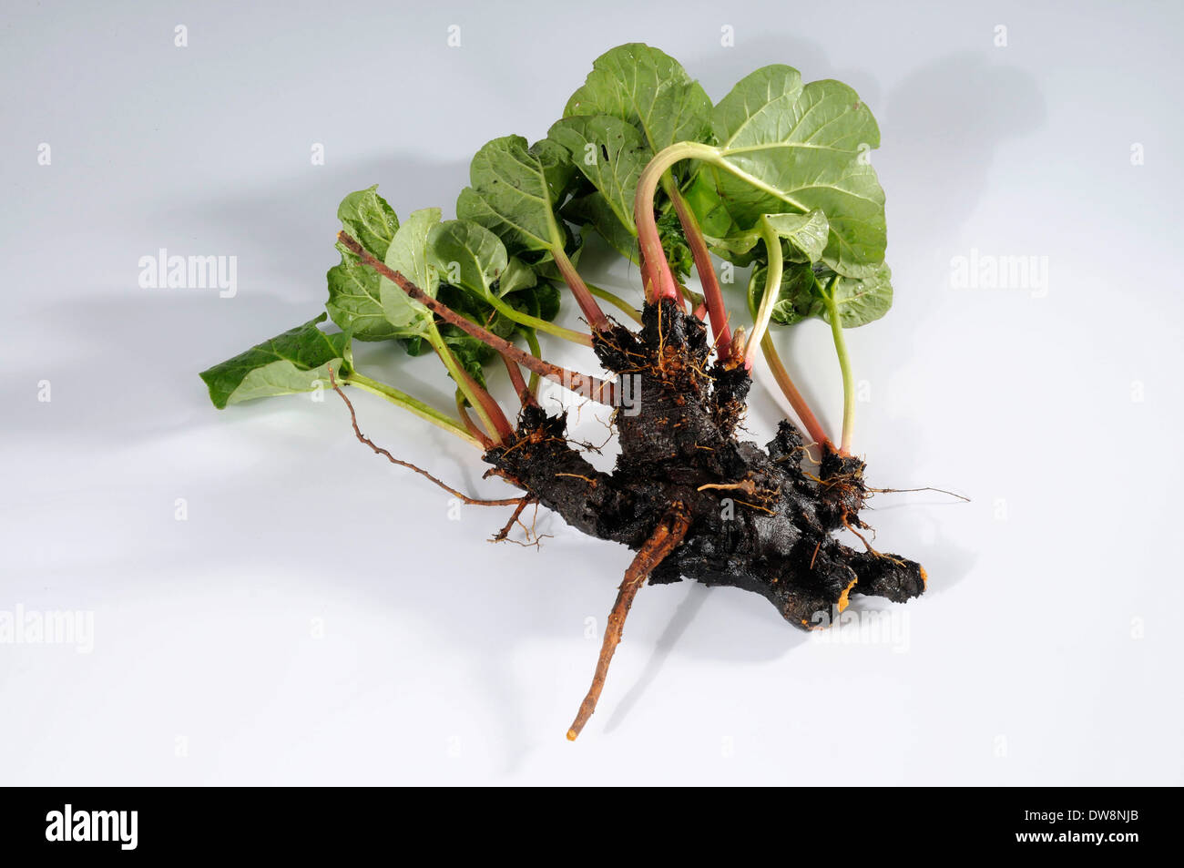 Rheum palmatum hi-res stock photography and images - Alamy