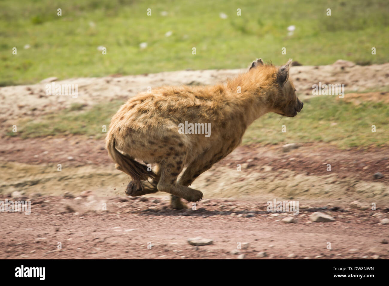 Hyenas Running