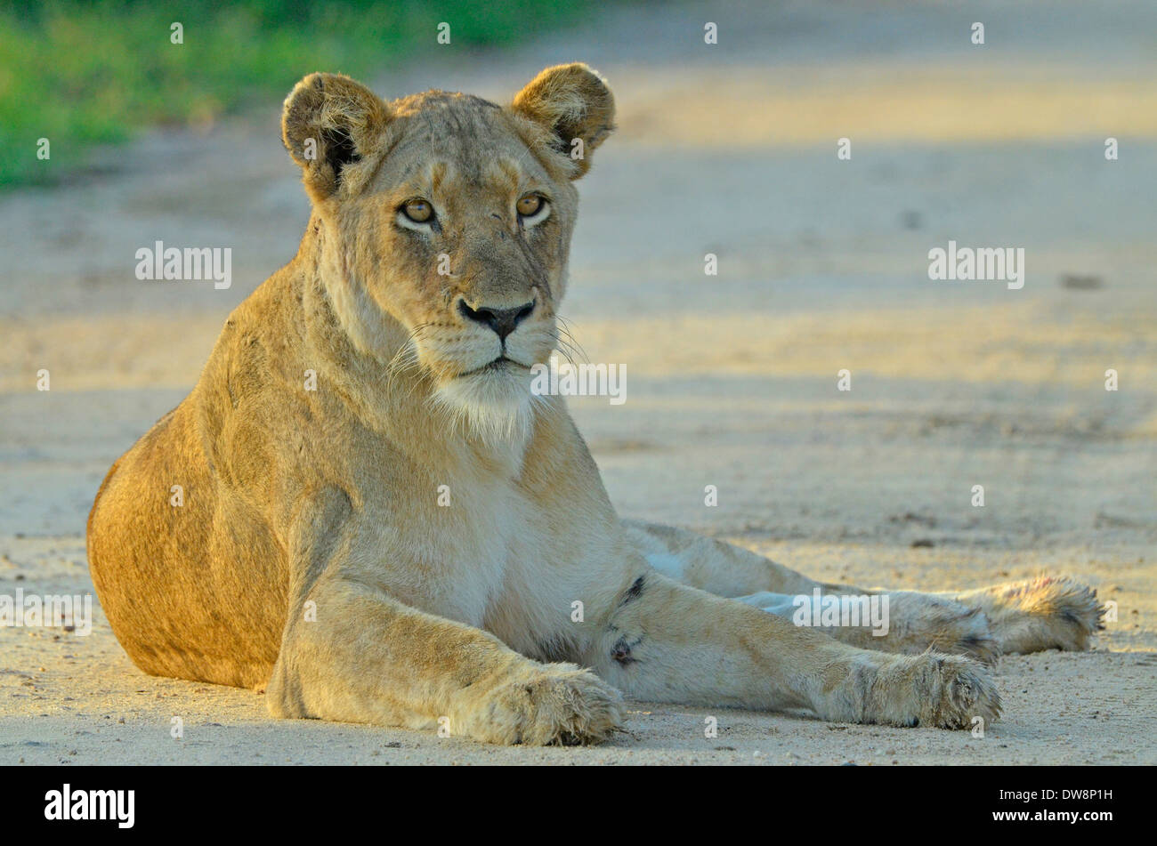 Prime viewing location hi-res stock photography and images - Alamy