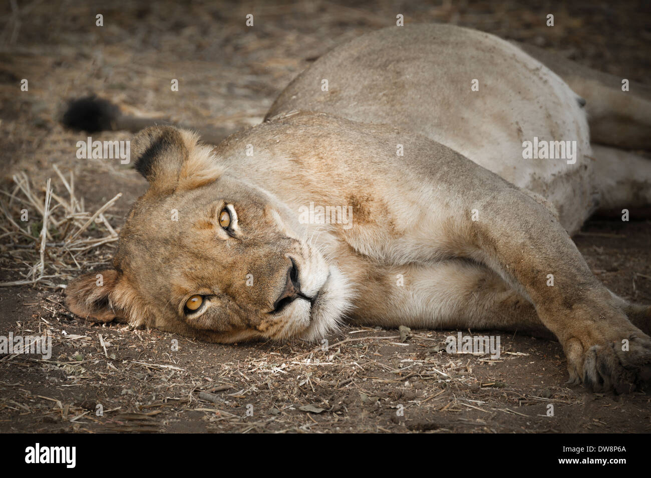 Lioness Lying Down High Resolution Stock Photography and Images - Alamy