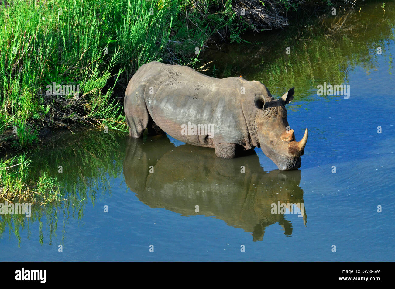 Kruger National Park, South Africa is a prime location for game viewing ...