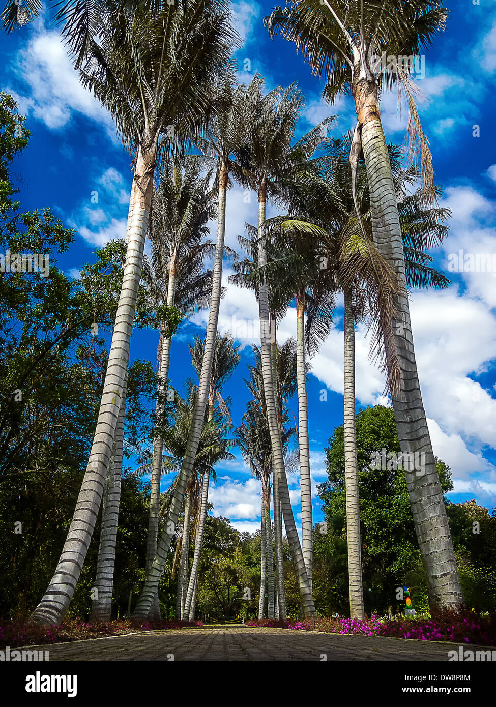 Palm trees in Bogota Stock Photo - Alamy