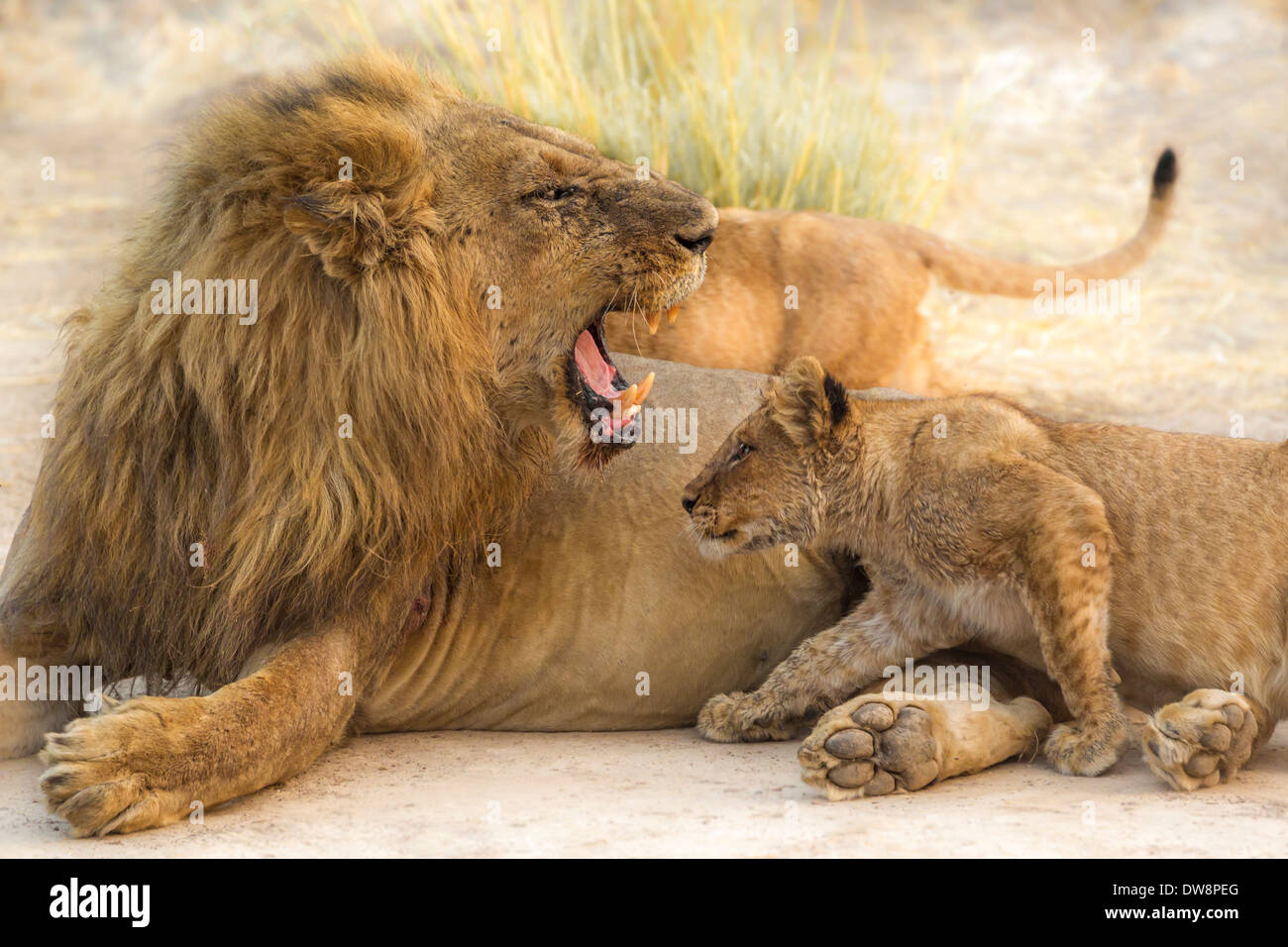 Simba The Lion King Cub High Resolution Stock Photography and Images ...