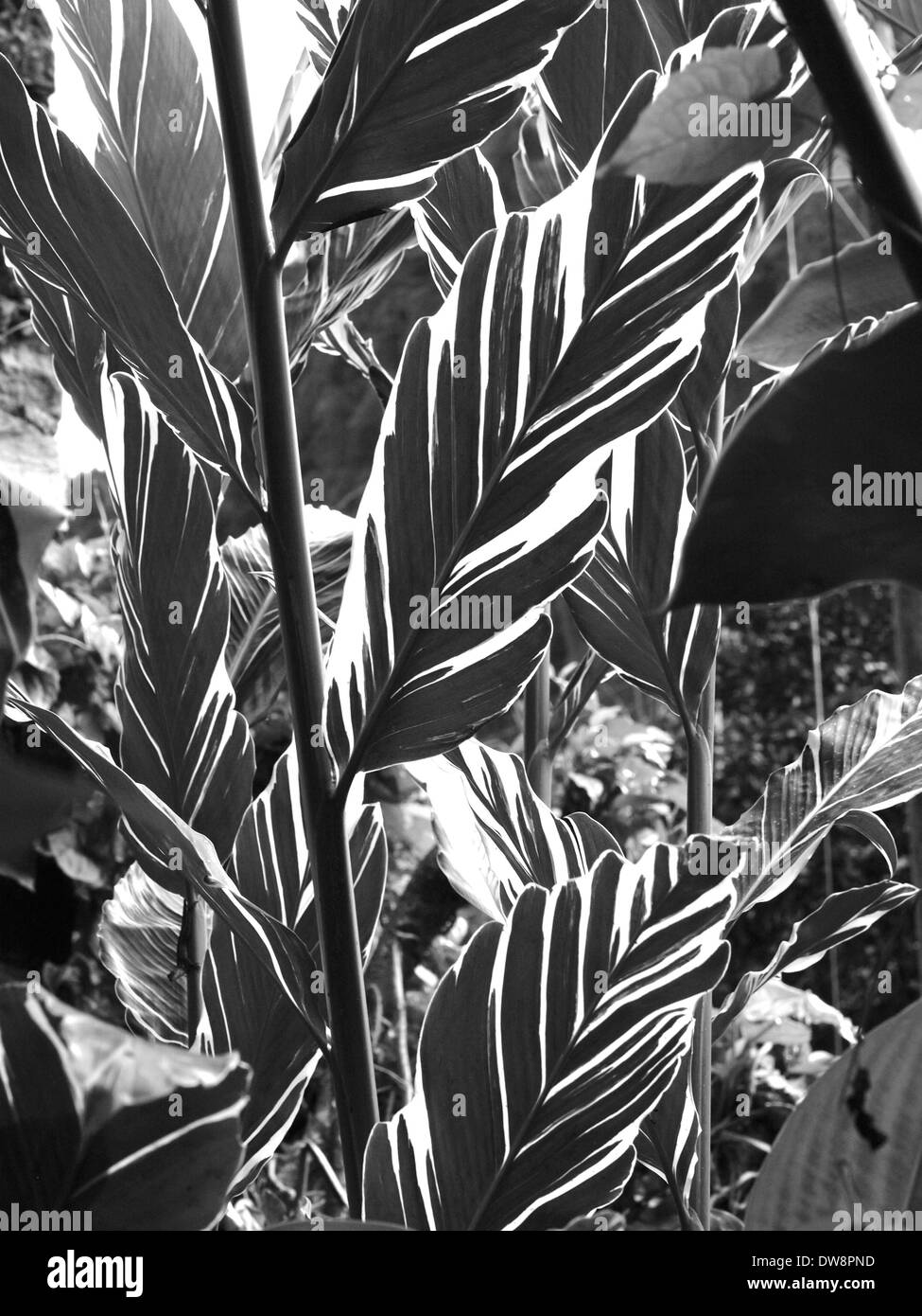 Ginger leaf hi-res stock photography and images - Alamy