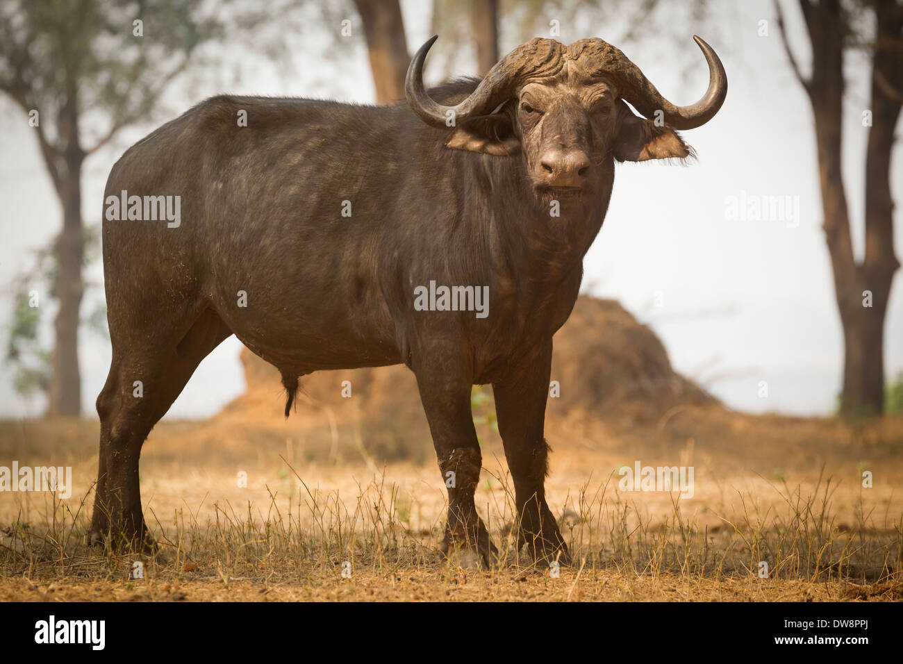 Bull africa hi-res stock photography and images - Alamy