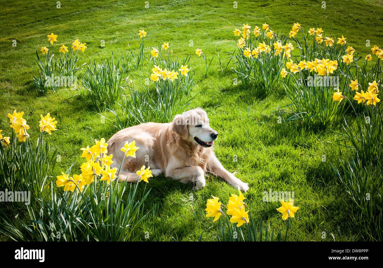 British daffodils dog hi-res stock photography and images - Alamy