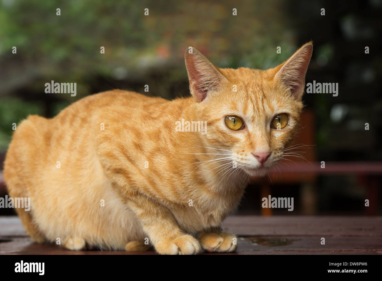 Feline staring at the camera hi-res stock photography and images - Alamy