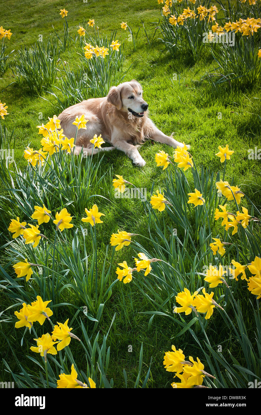 British daffodils dog hi-res stock photography and images - Alamy