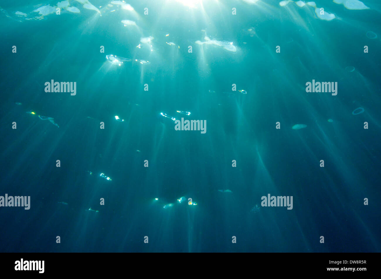 Underwater Scene Light Rays