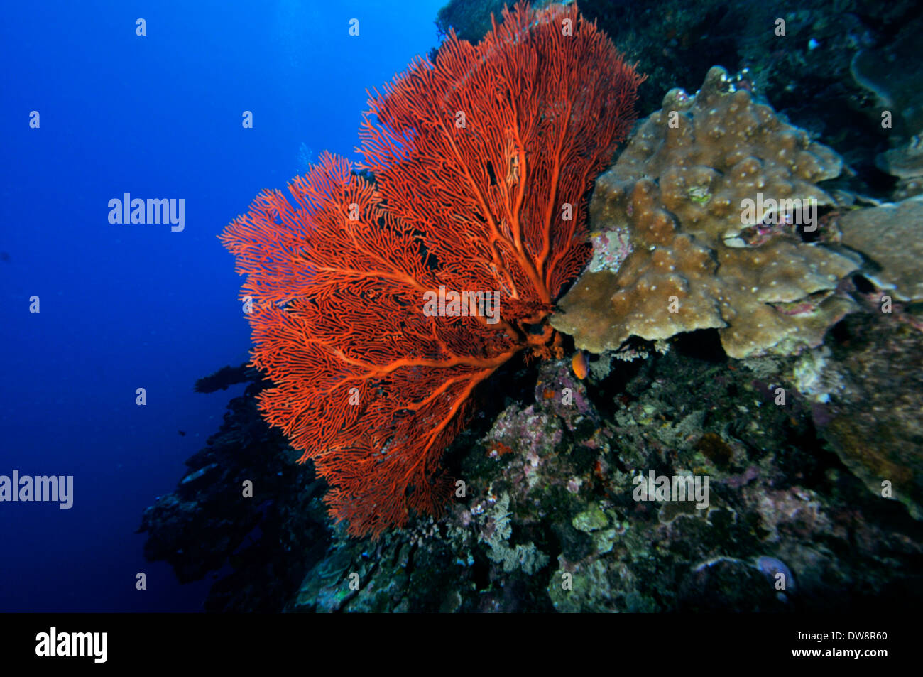 Red gorgonian fan, Subergorgia mollis or Annella mollis, Dumbea Pass ...