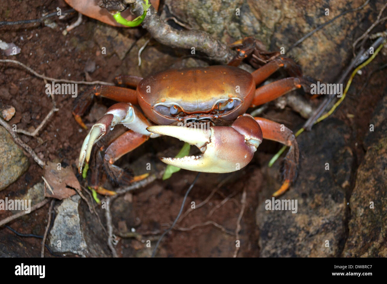 Claw forceps hi-res stock photography and images - Alamy